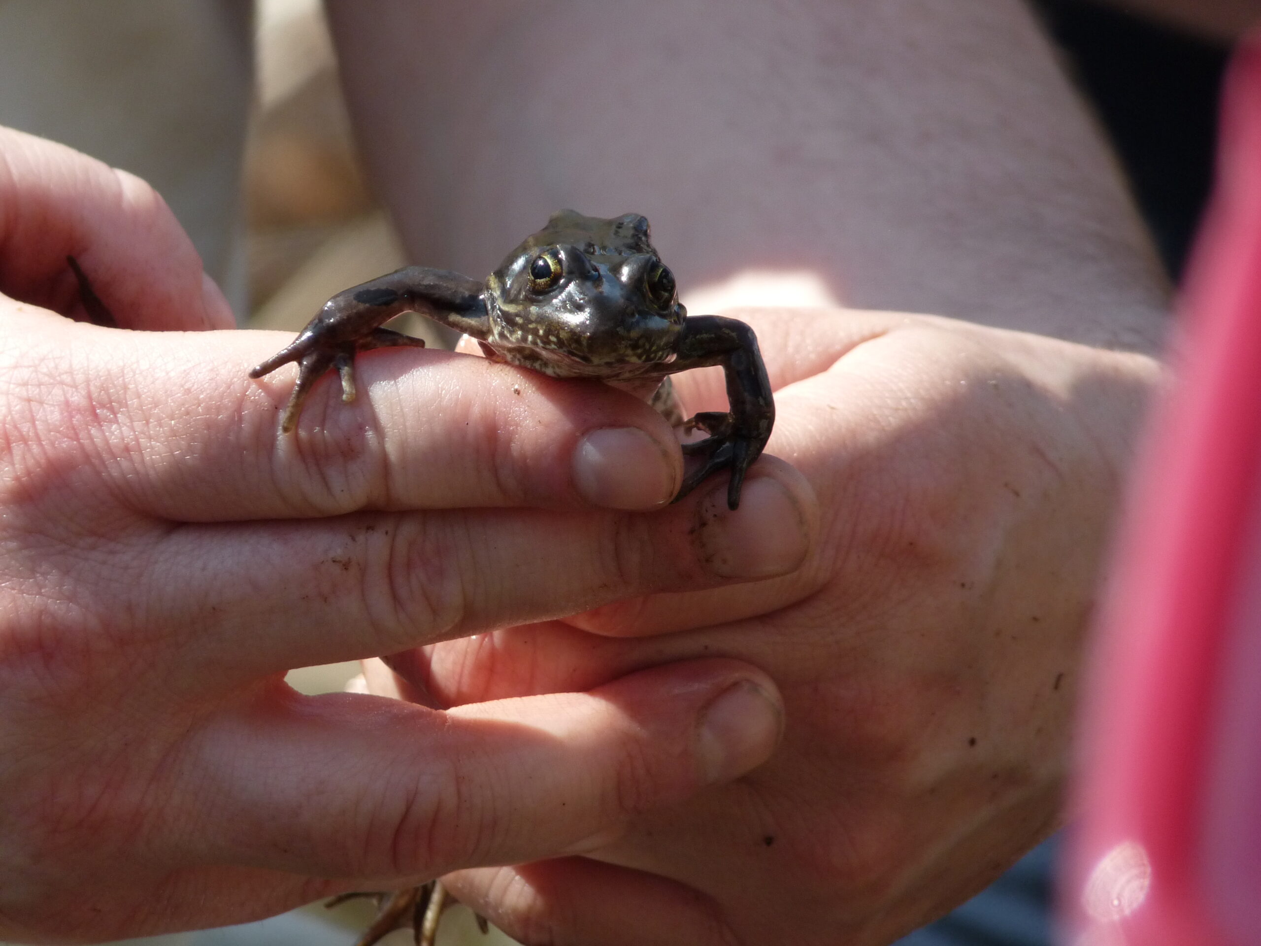The New Frog in Town - Madeline Bodin, Science Journalist
